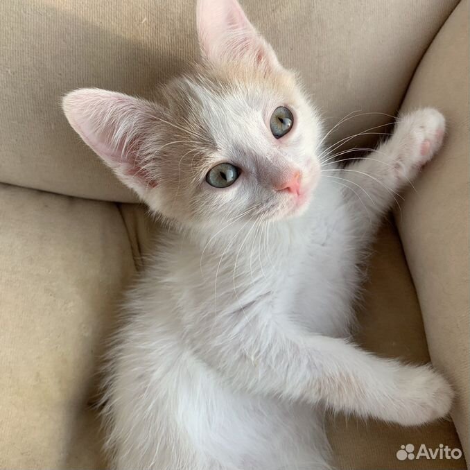 Котенок Белла