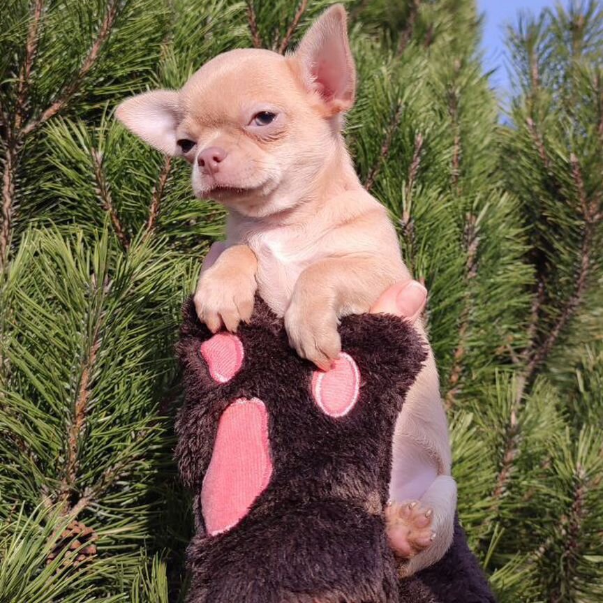 Чихуахуа, щенок