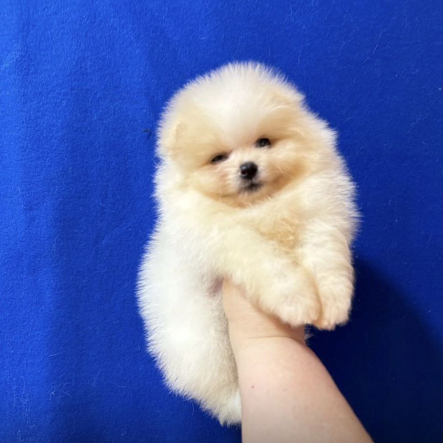 Девочка и мальчик померанского шпица