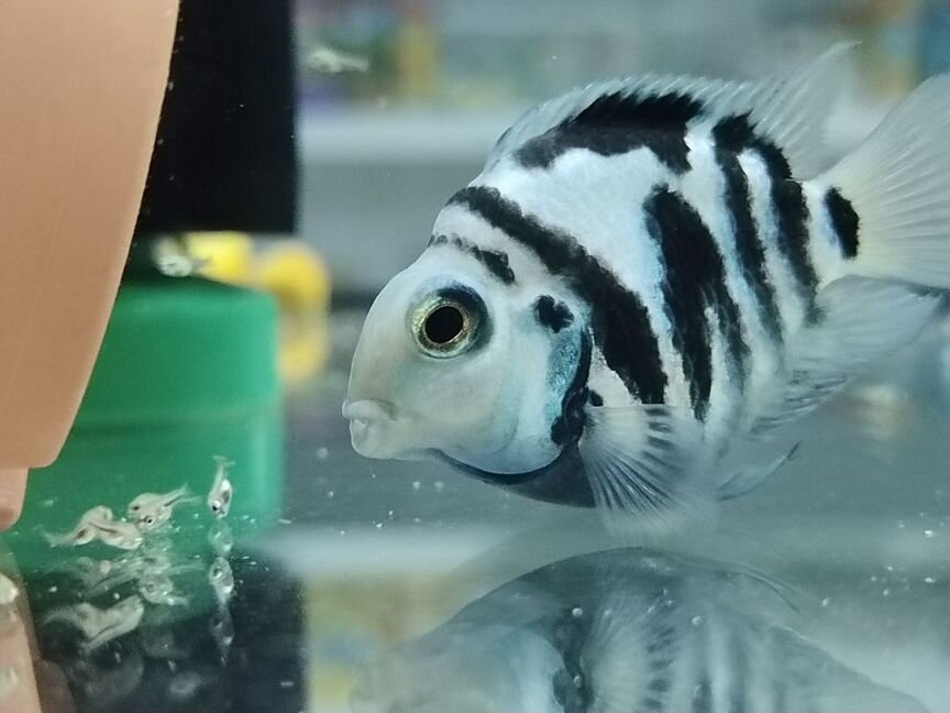 Сапфировый попугай (пара)