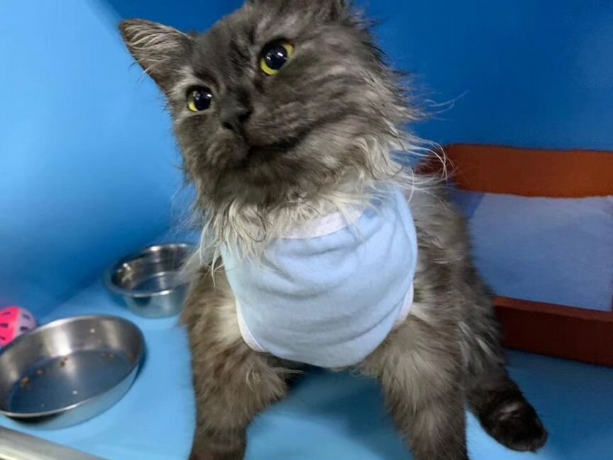 Пушистая кошечка необычного окраса в добрые руки