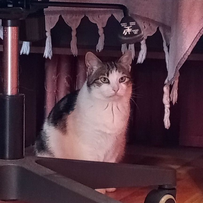 Кошка Эльза 2 года., стерилизованная