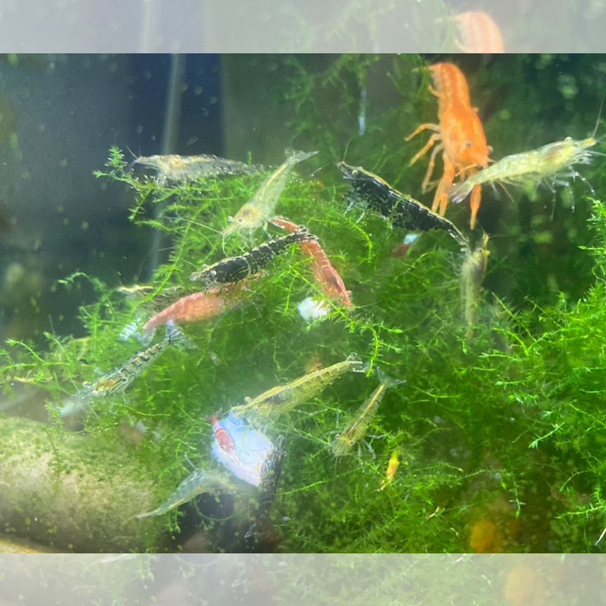 Креветки гибриды разноцветные