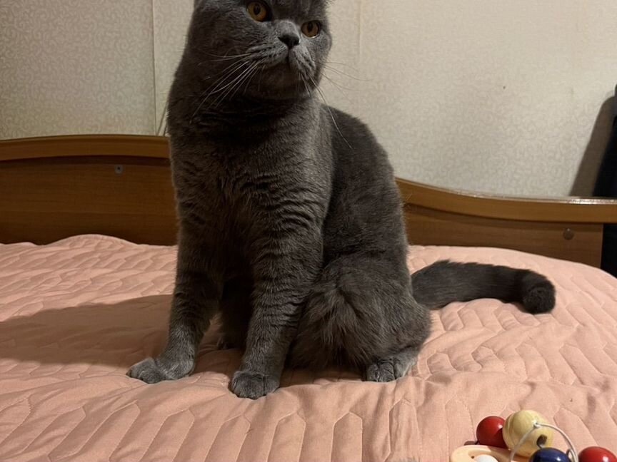 Британская