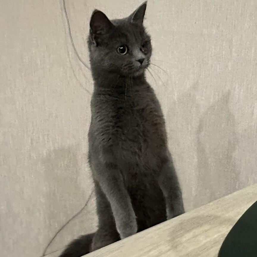 Отдам серую кошку в добрые руки