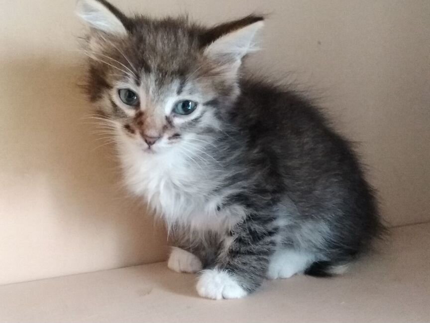 Котёнок Тыковка, 2 мес