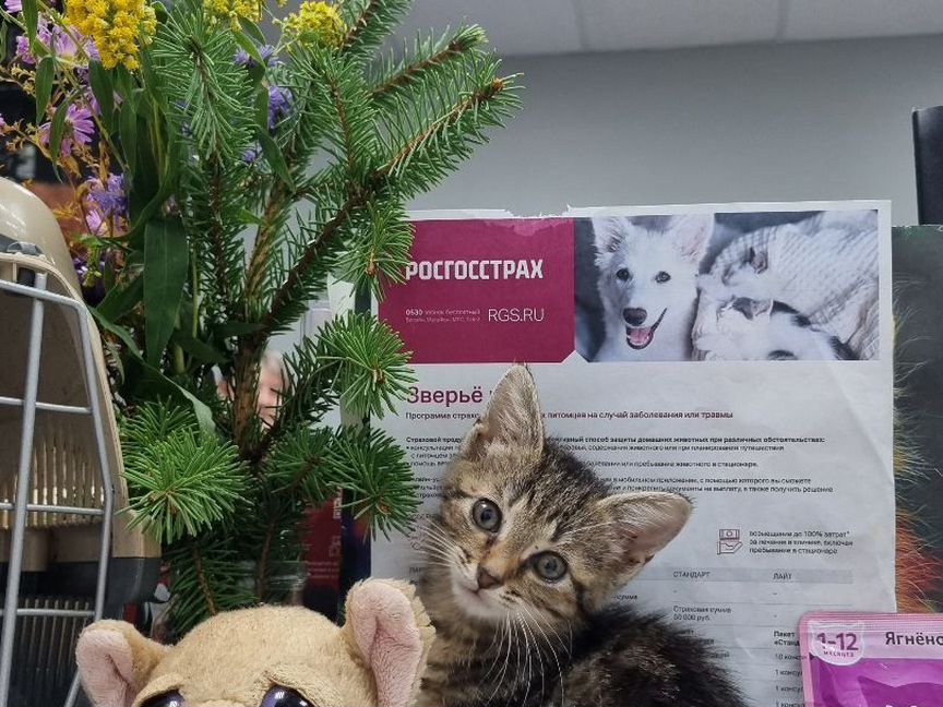 Котенок девочка