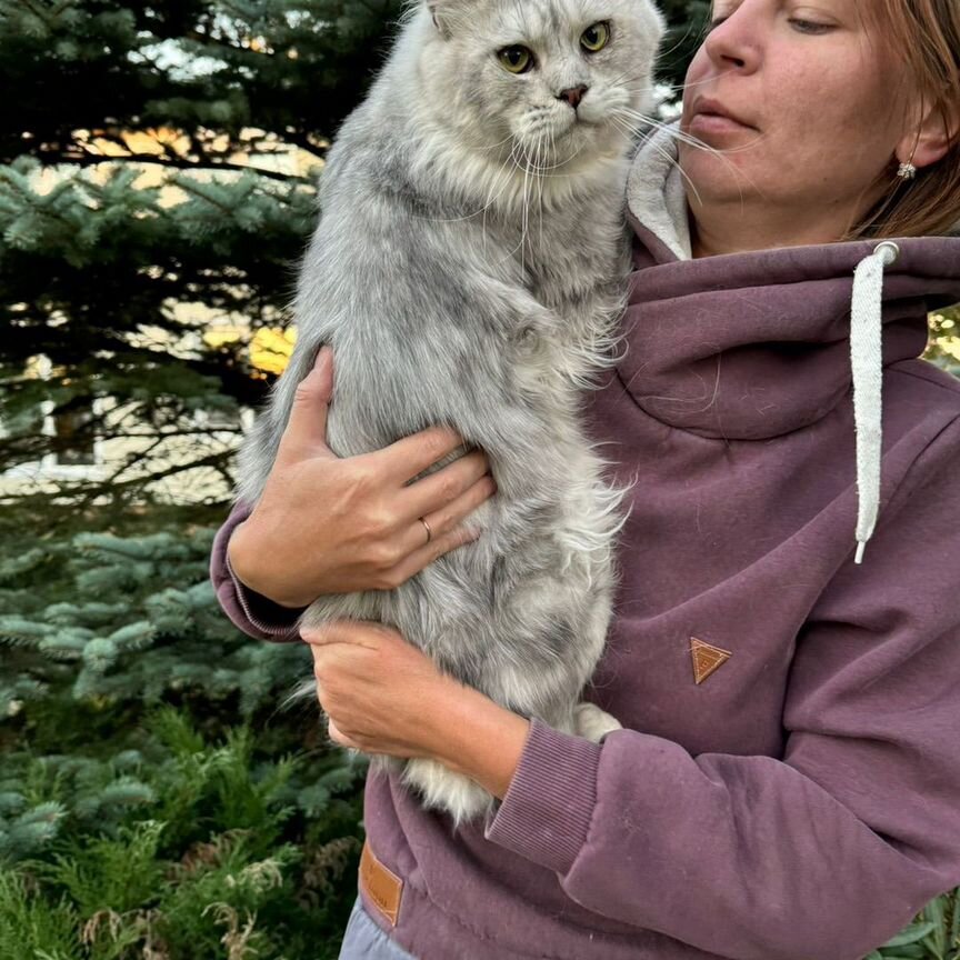 Кот мейнкун