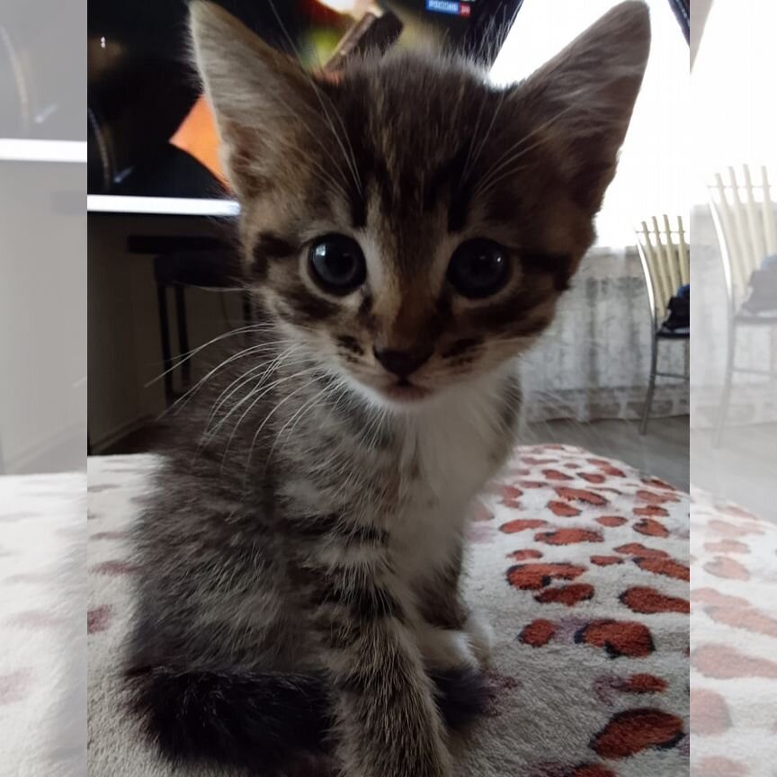 Котята в добрые руки приучены к лотку