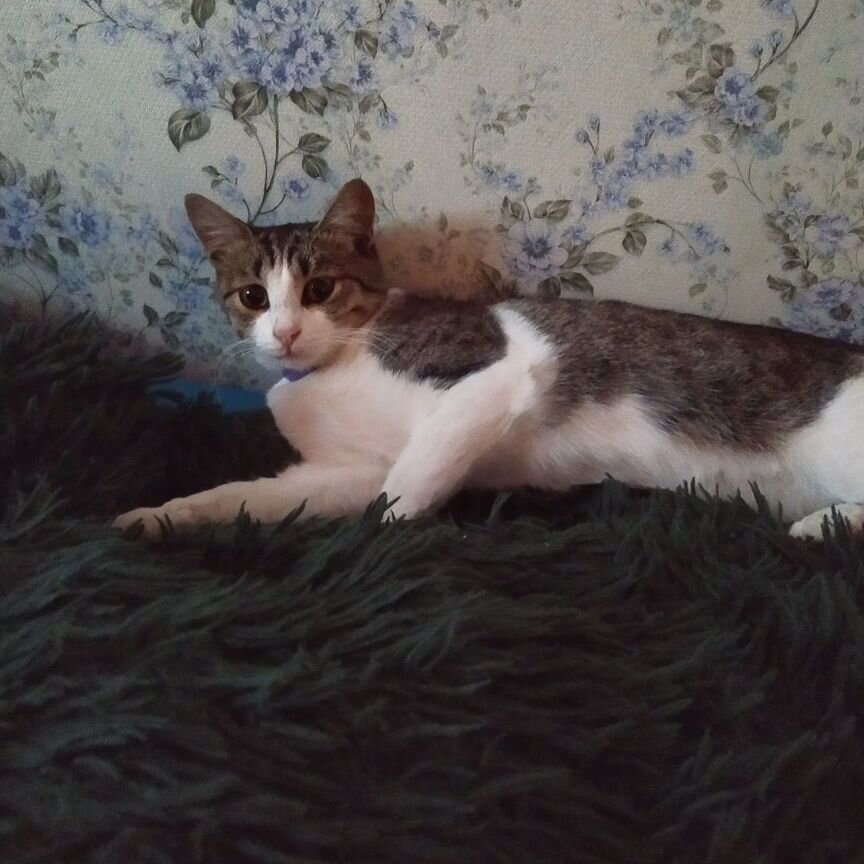 Найденыш ищет дом