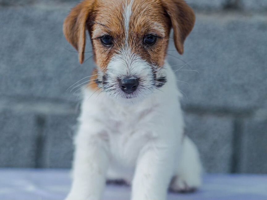 Джек Рассел терьер щенки