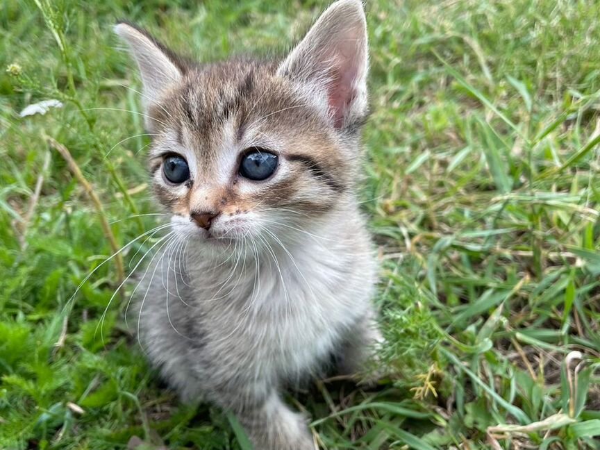 Котята мейн-кун метисы