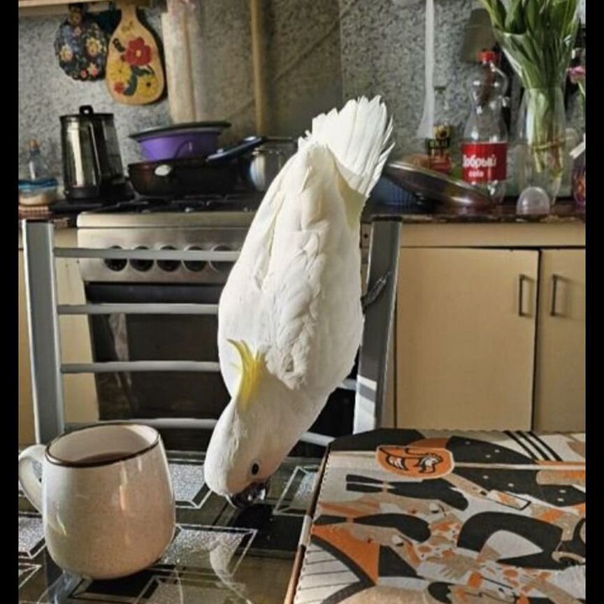 Ручной говорящий какаду