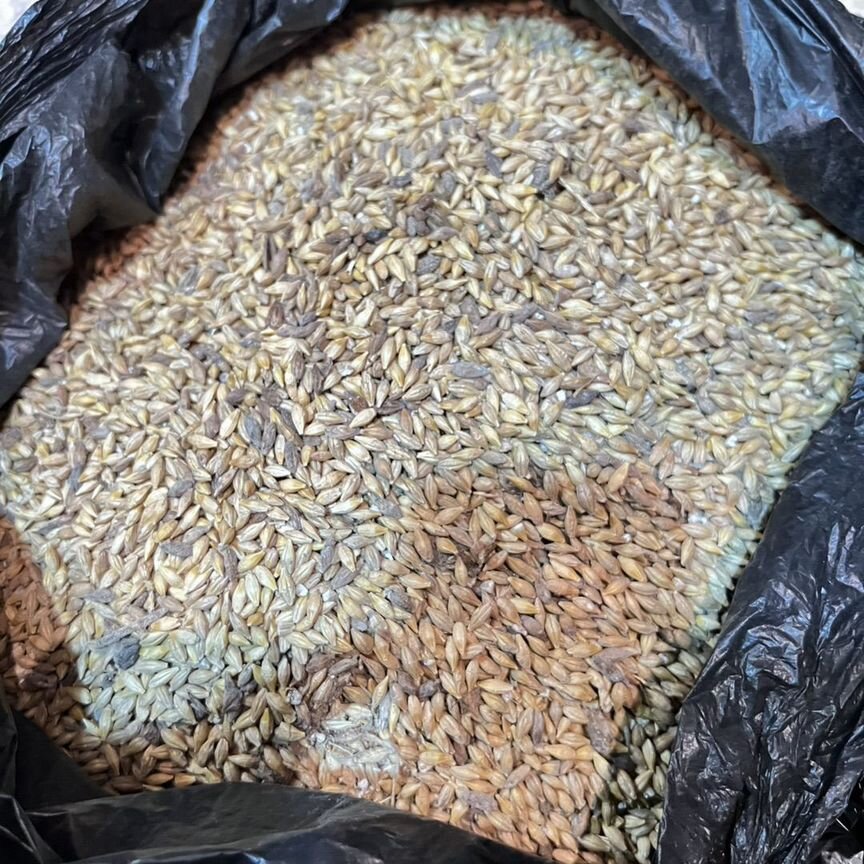Зерно Ячмень оптом