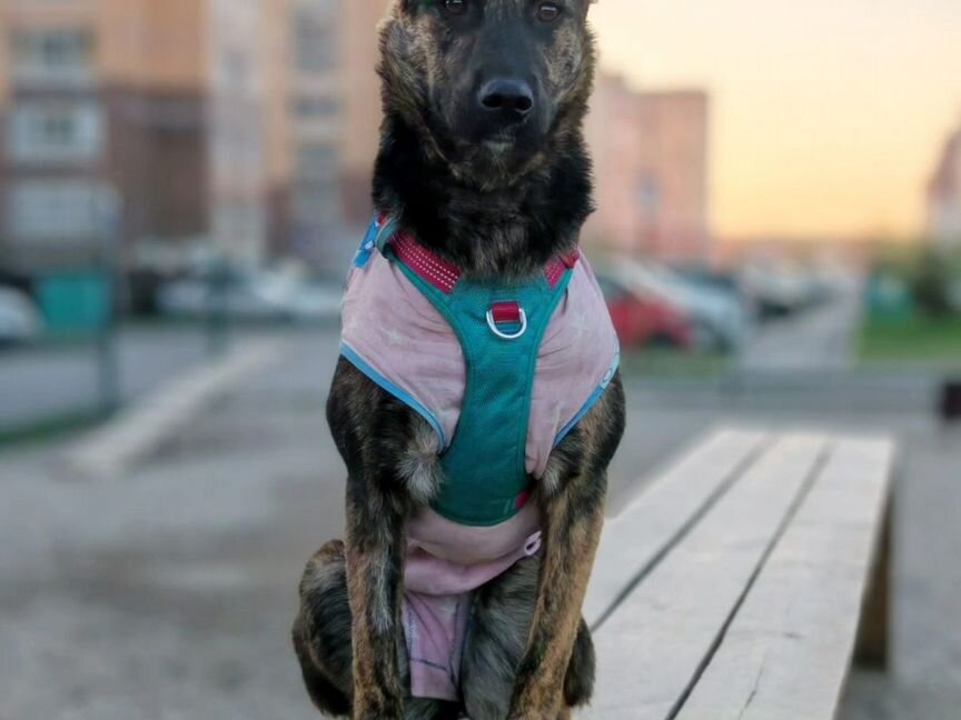 Собачка Мила, ласковая и нежная ждёт своих хозяев