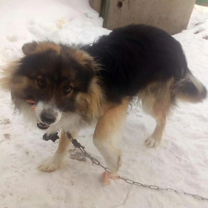 Взрослый пёс в добрые руки