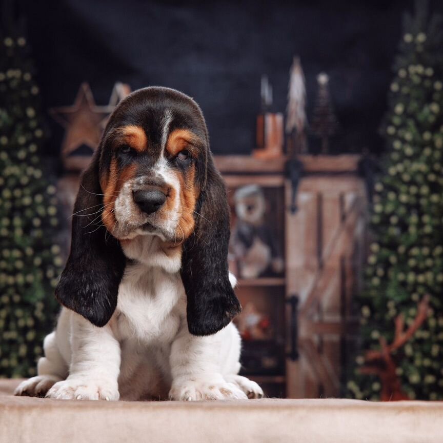 Щенки бассет хаунд