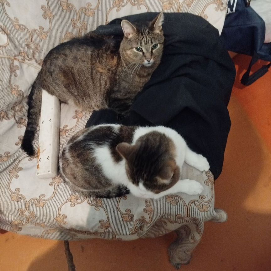 Взрослый кот в добрые руки