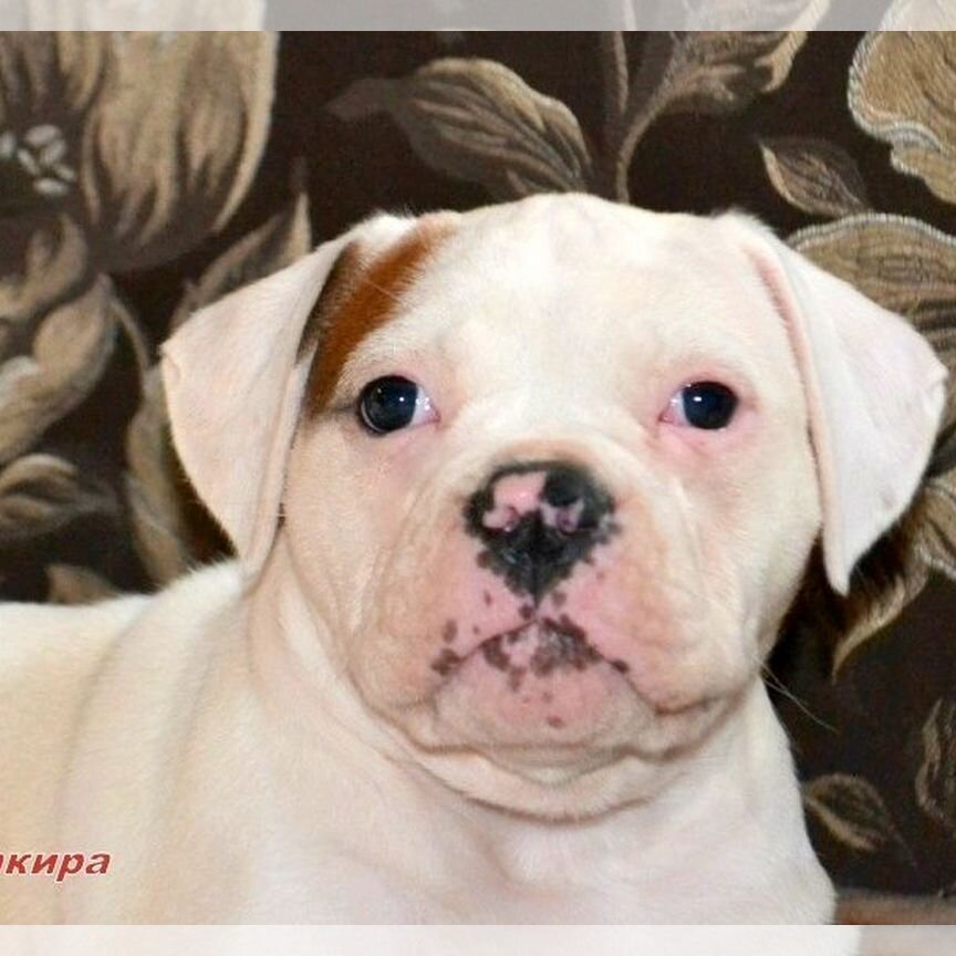 Американский бандог, щенок