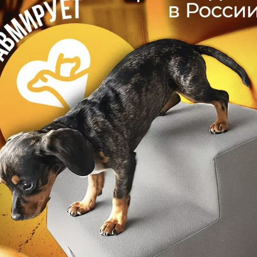 Лесенка для собак