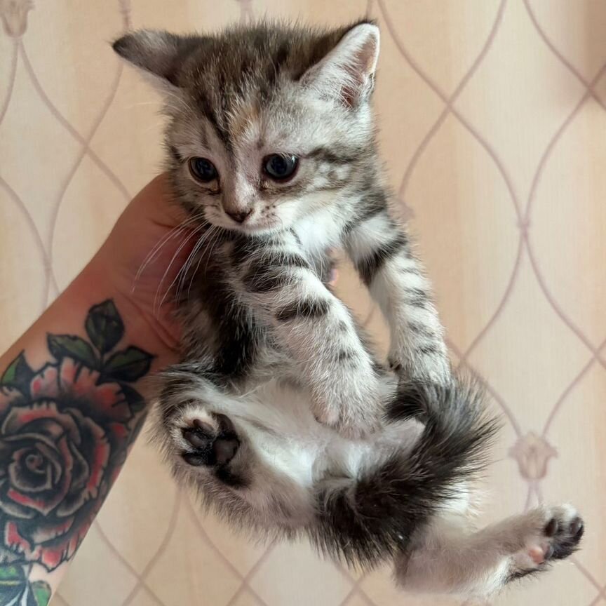 Британский короткошёрстный котёнок