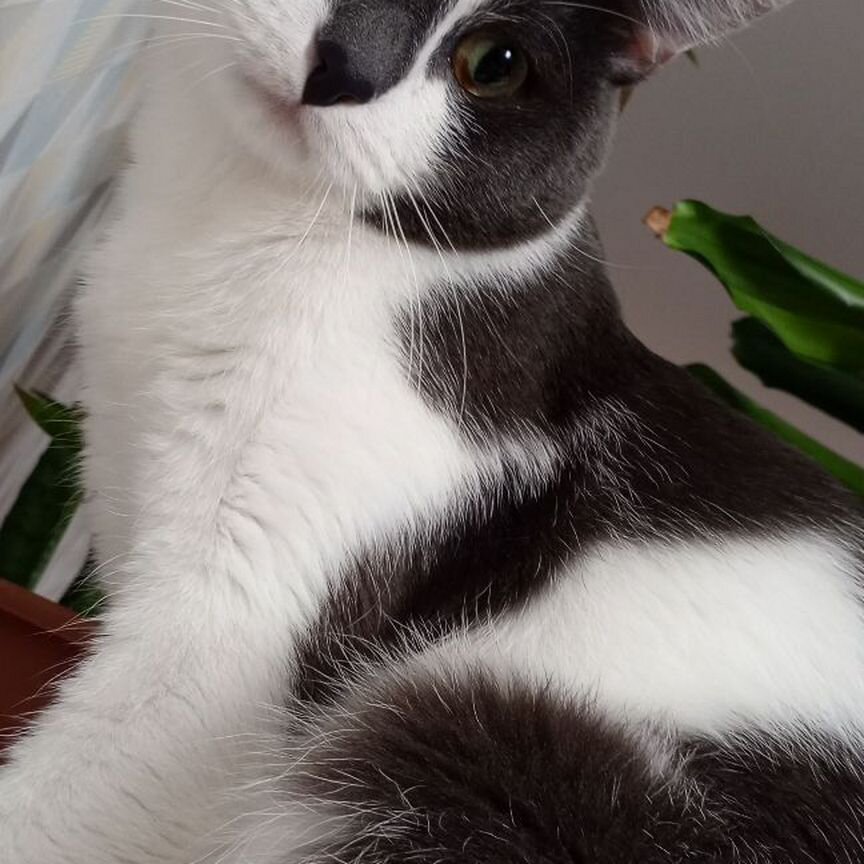 Отдам кота в добрые руки