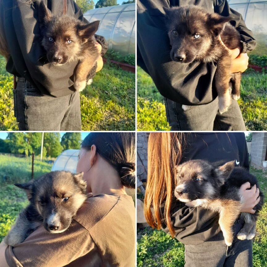 Щенята в добрые руки