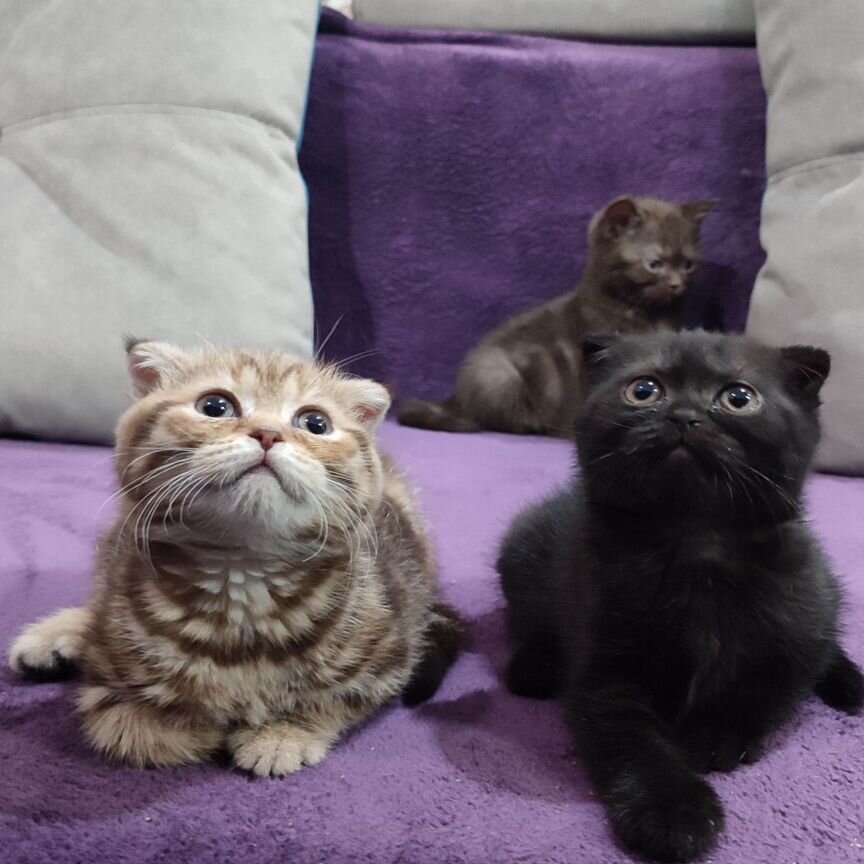 Шотландский вислоухий короткошёрстный котёнок