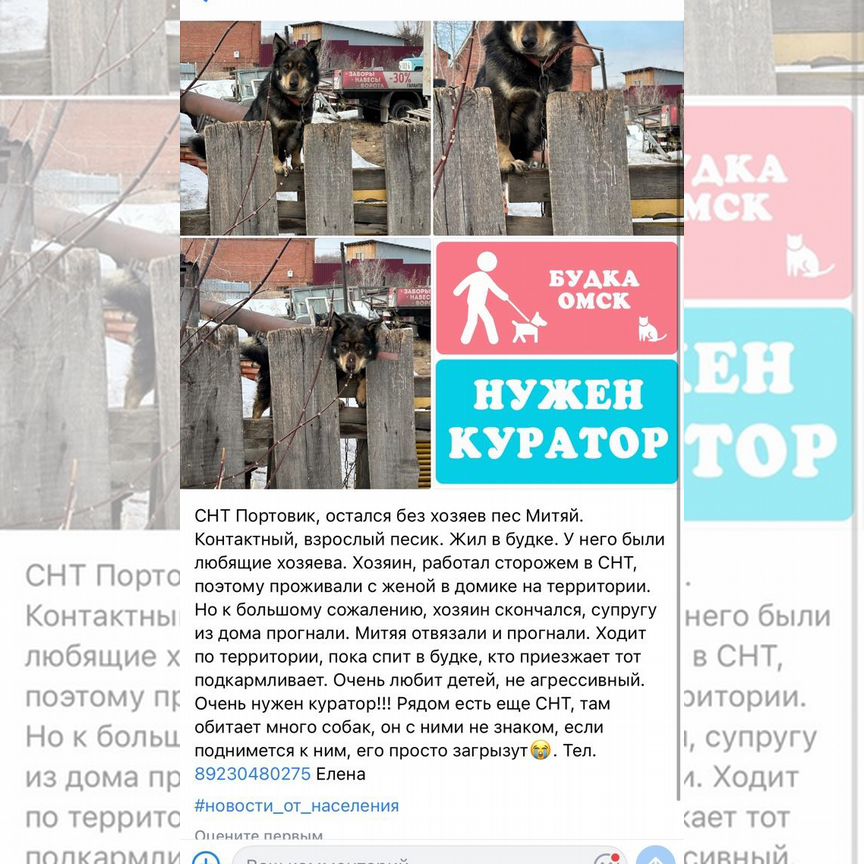 Взрослый пёс в добрые руки