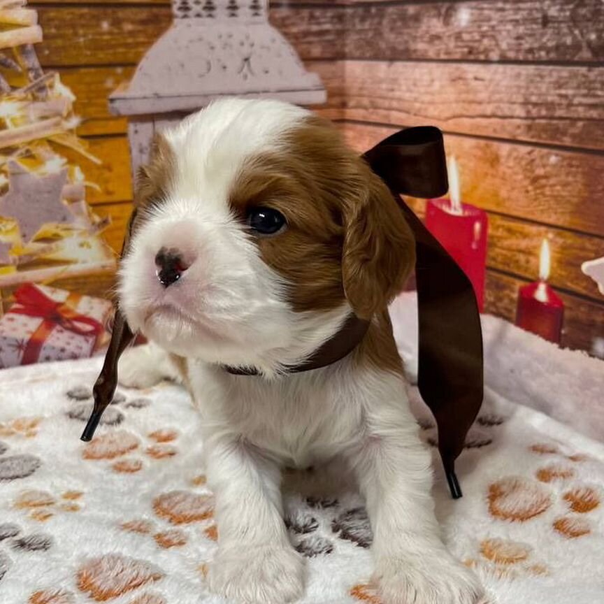 Кавалер кинг-чарльз-спаниель, щенок