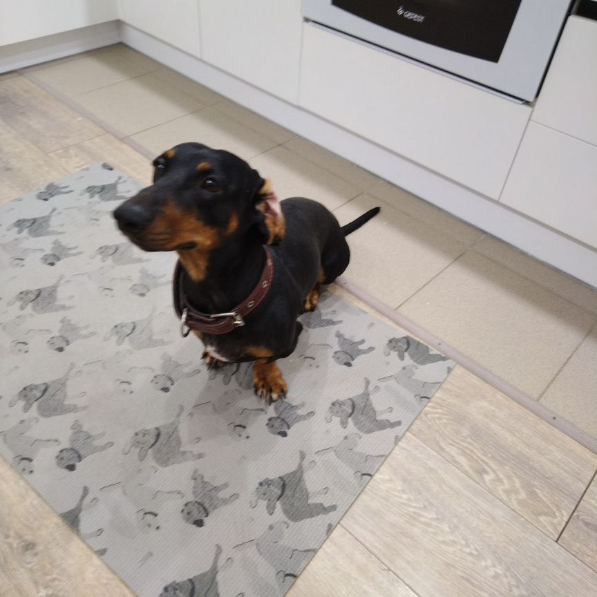 Продам Такса стандартный гладкошёрстный