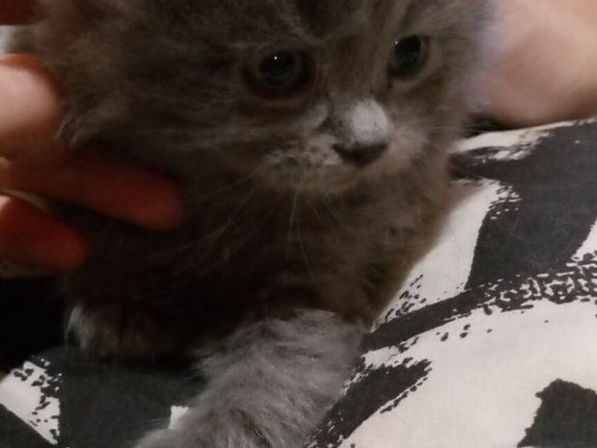 Британские котята