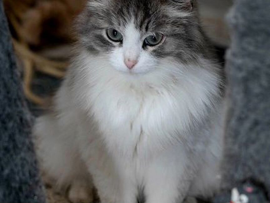 Кошка Ласка в добрые руки