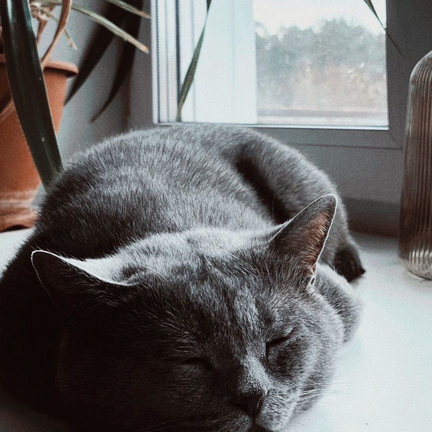 Британская короткошёрстная кошка, взрослая