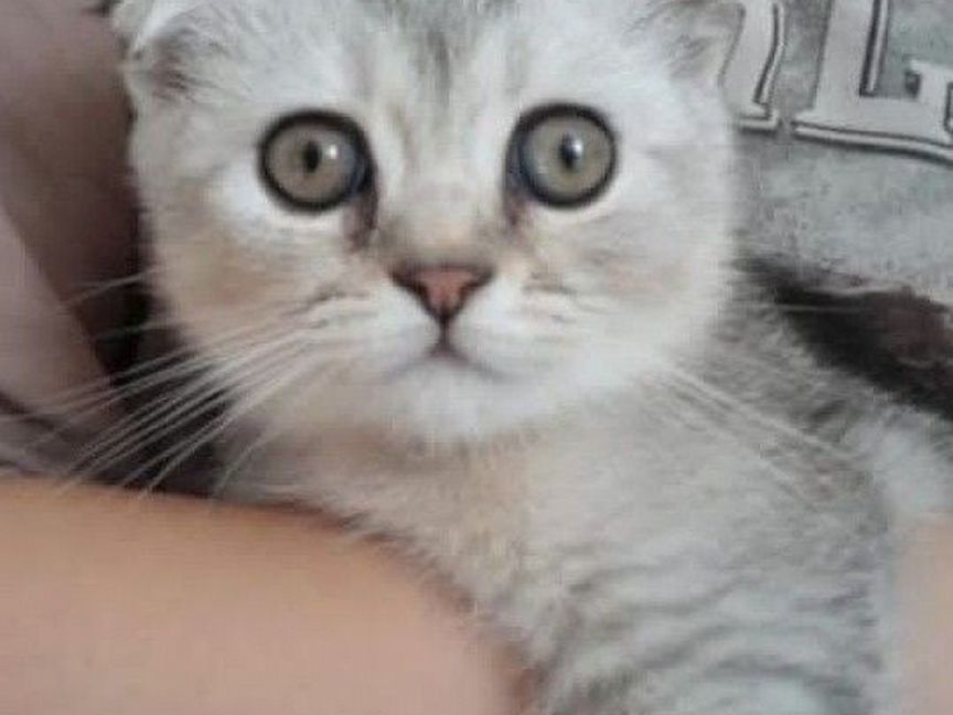 Шотландский вислоухий кот