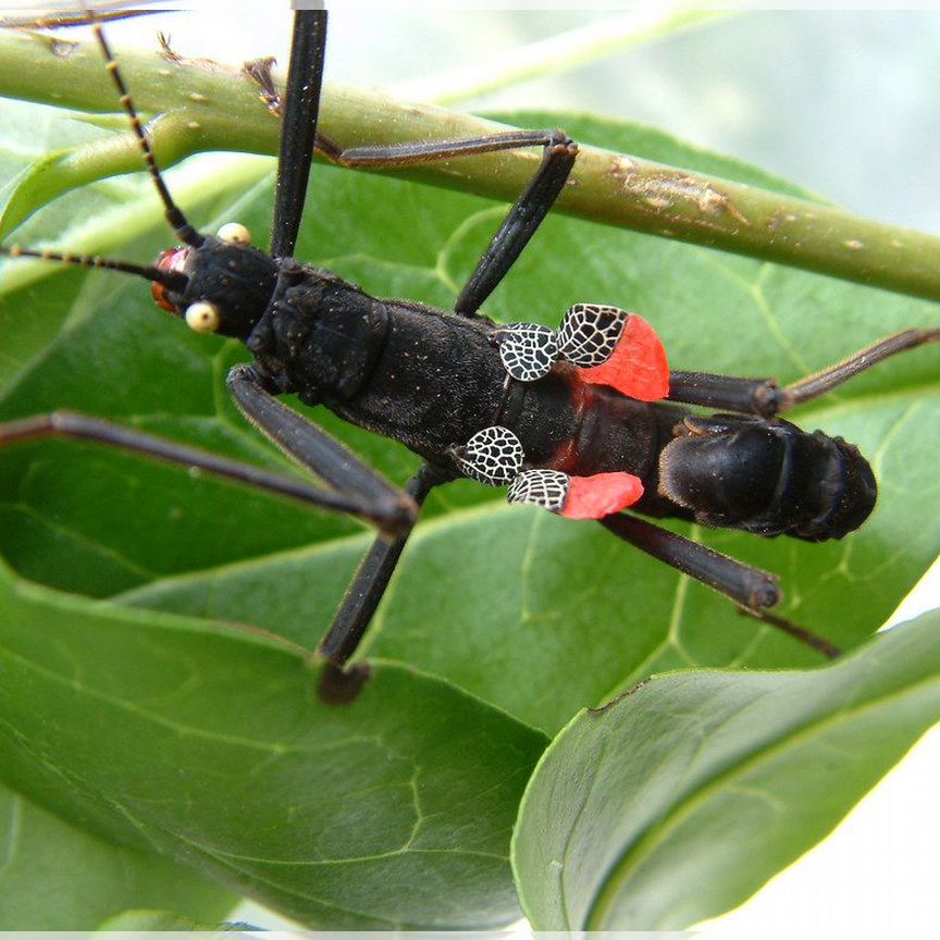 Палочник кордильерский