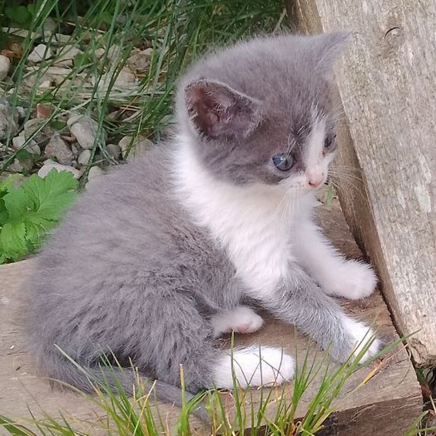 Отдам котенка в добрые руки
