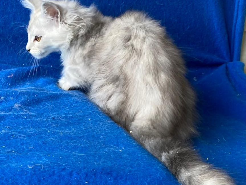 Мейн-кун котенок-кошка, затушёванная черепаха