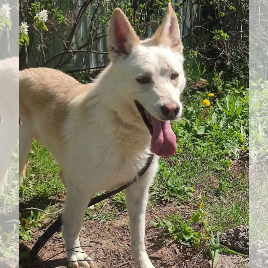 Взрослый пёс в добрые руки