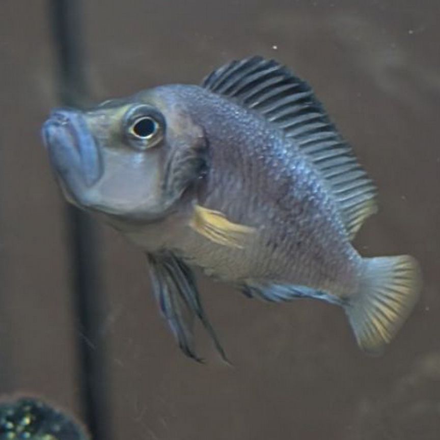 Танганьика и сомы