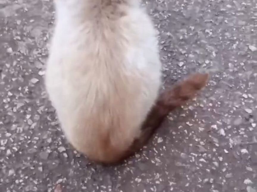 Погибает кот. Хромает, расчесы. Кто может помочь