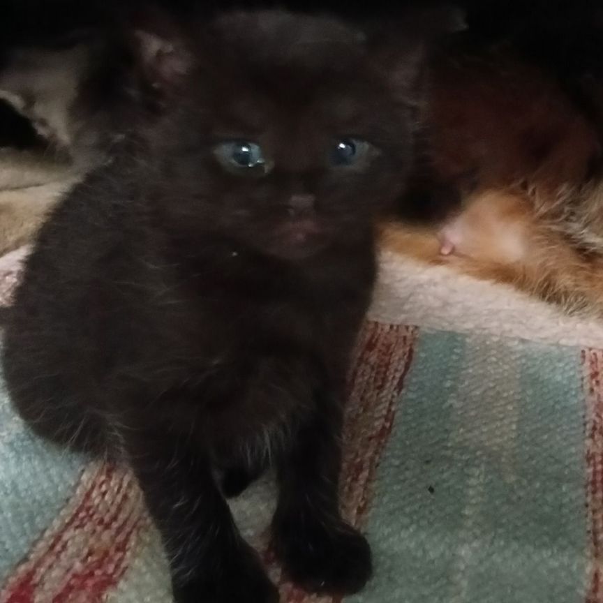 Котик и две кошечки