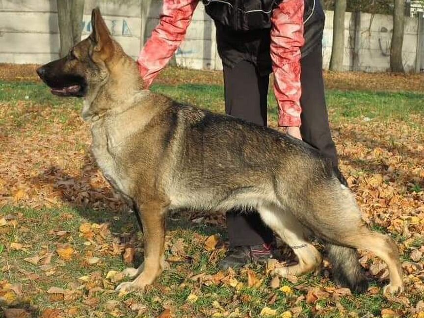 Щенки немецкой овчарки