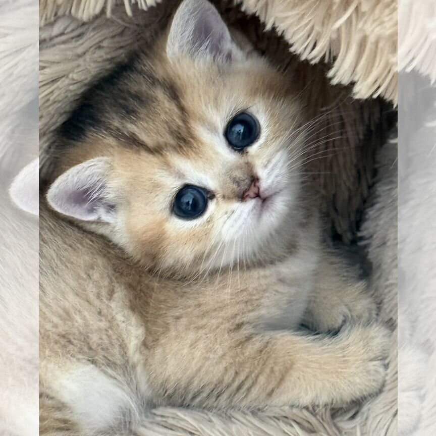 Британский короткошёрстный котёнок