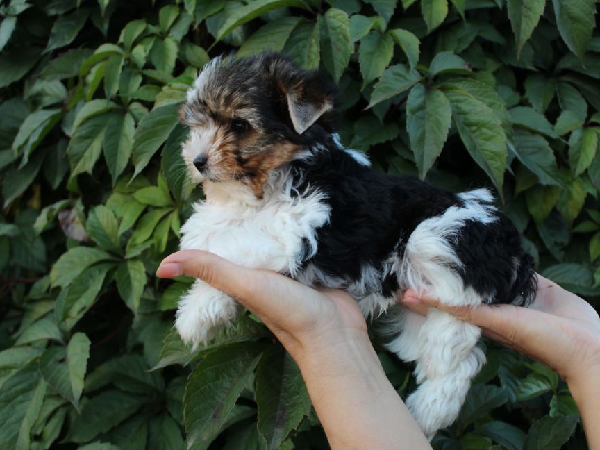 Щенки бивер