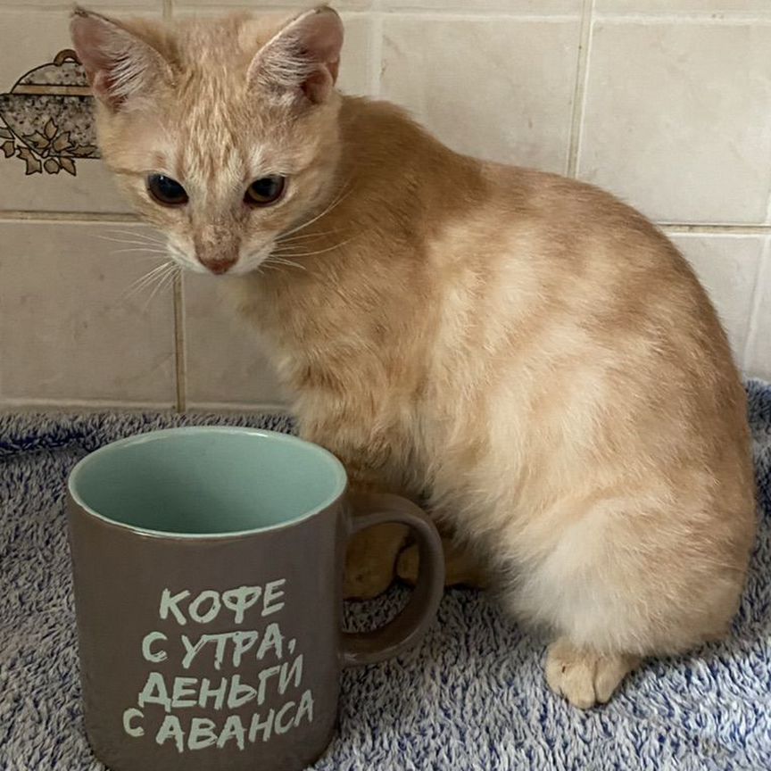 Котенок персиковый Арчи