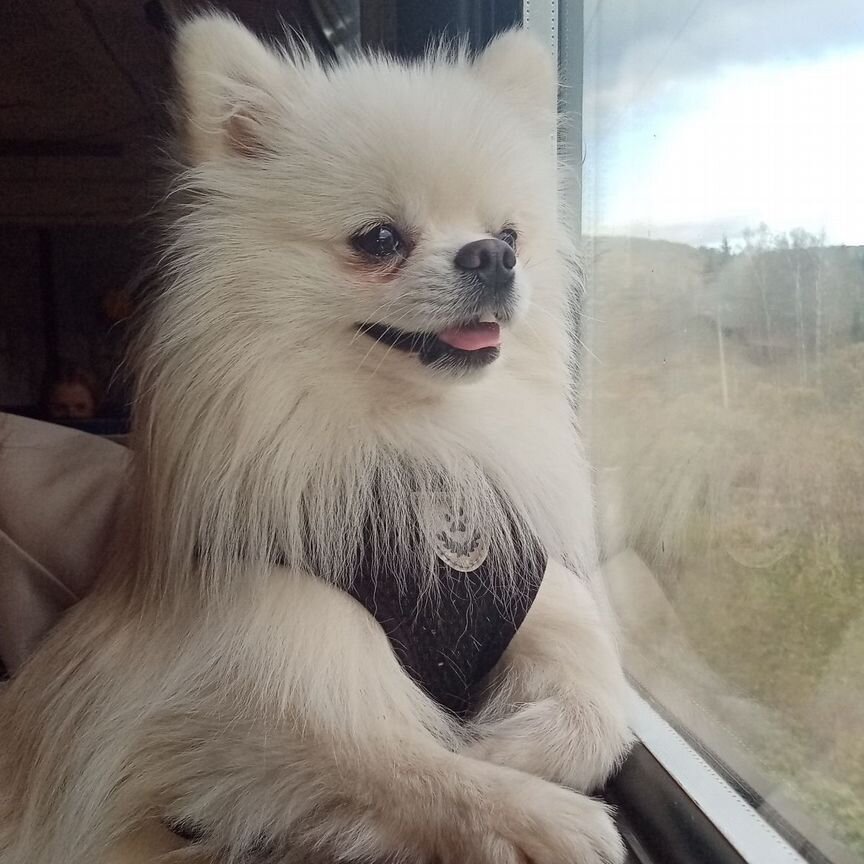 Малый немецкий шпиц вязка