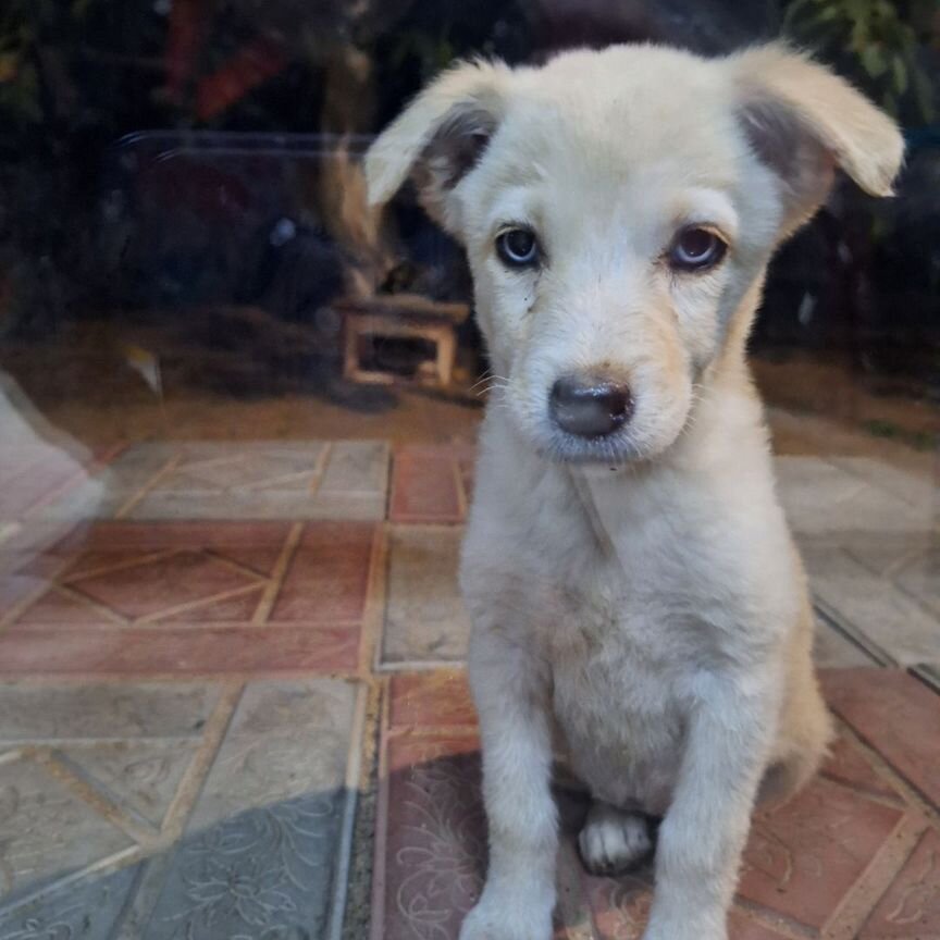 Голубоглазка в добрые руки