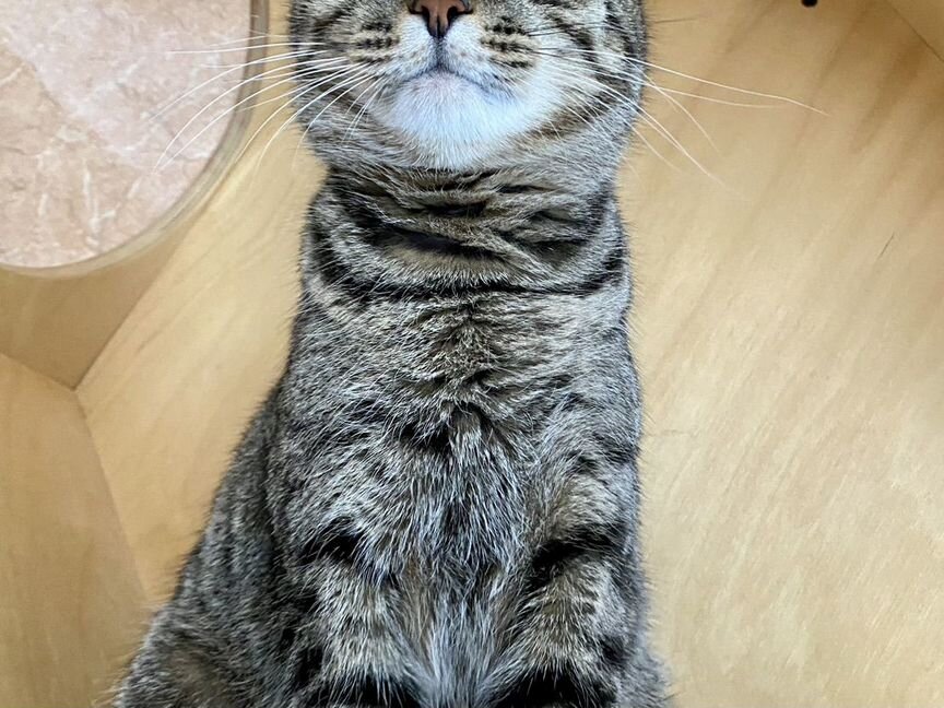Федора, кошечка которая улыбается