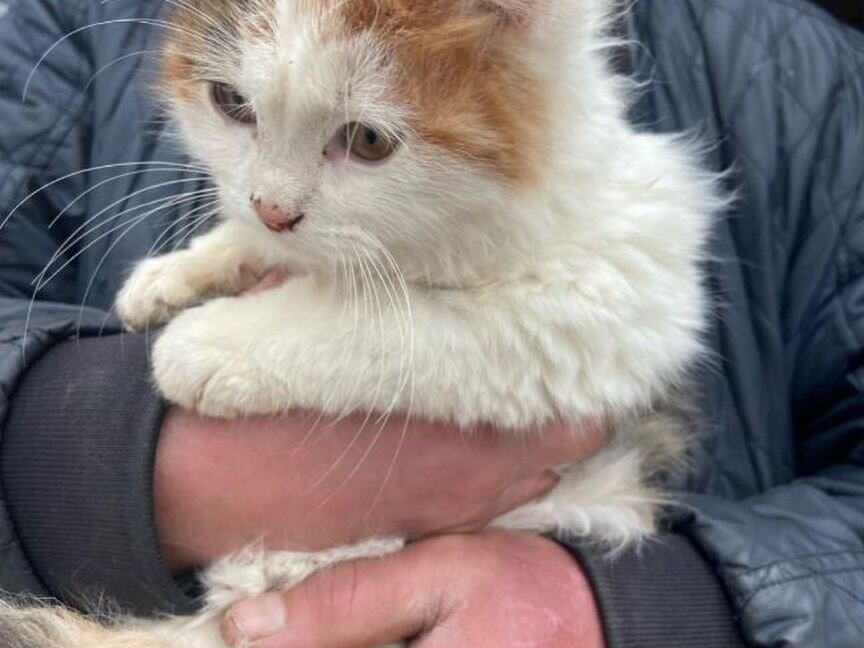 Кошки в добрые руки бесплатно